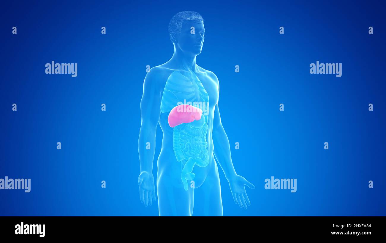 Human liver, illustration Stock Photo - Alamy