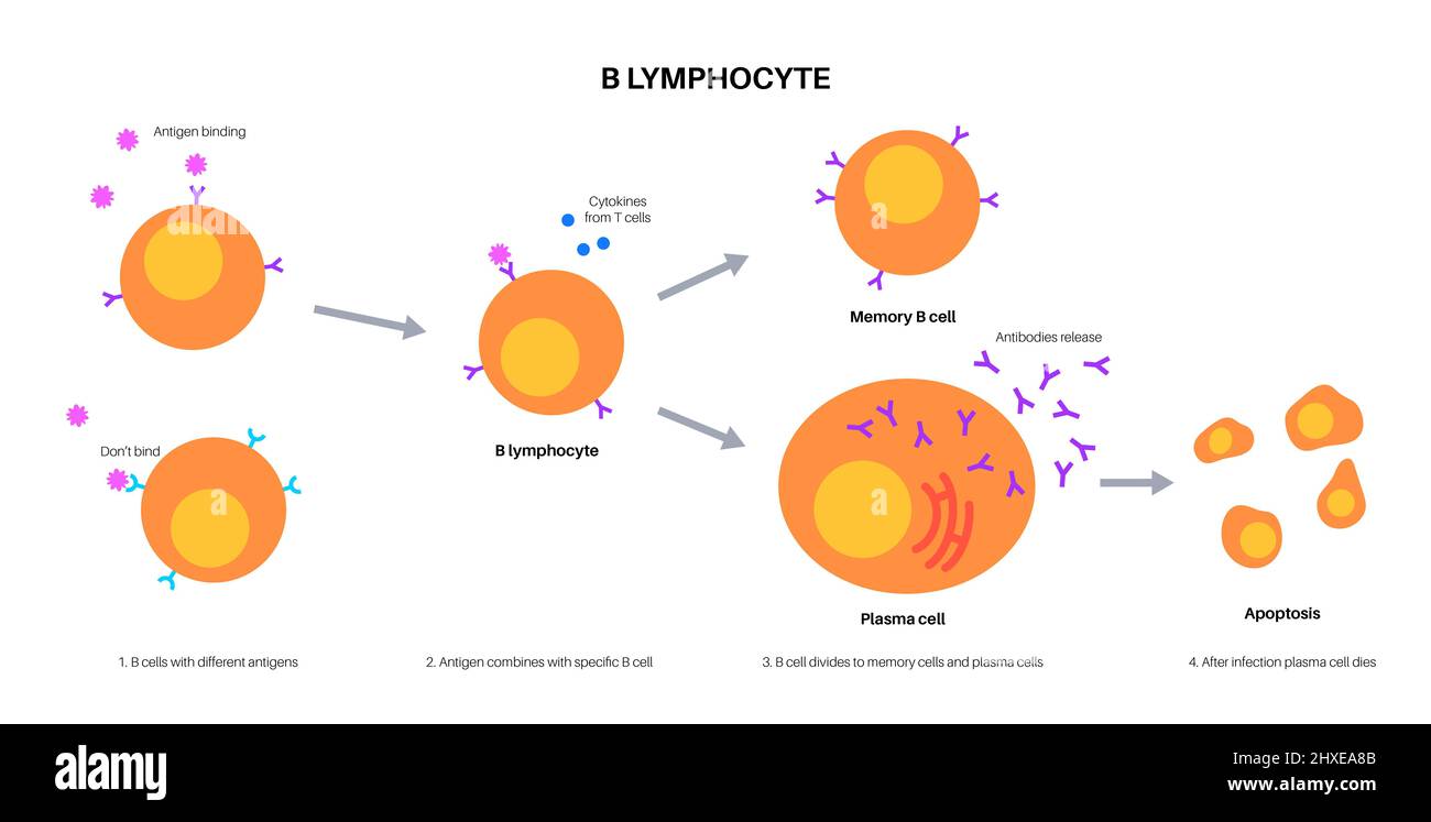 B cell activation, illustration Stock Photo - Alamy B cell activation, illustration Stock Photo - Alamy