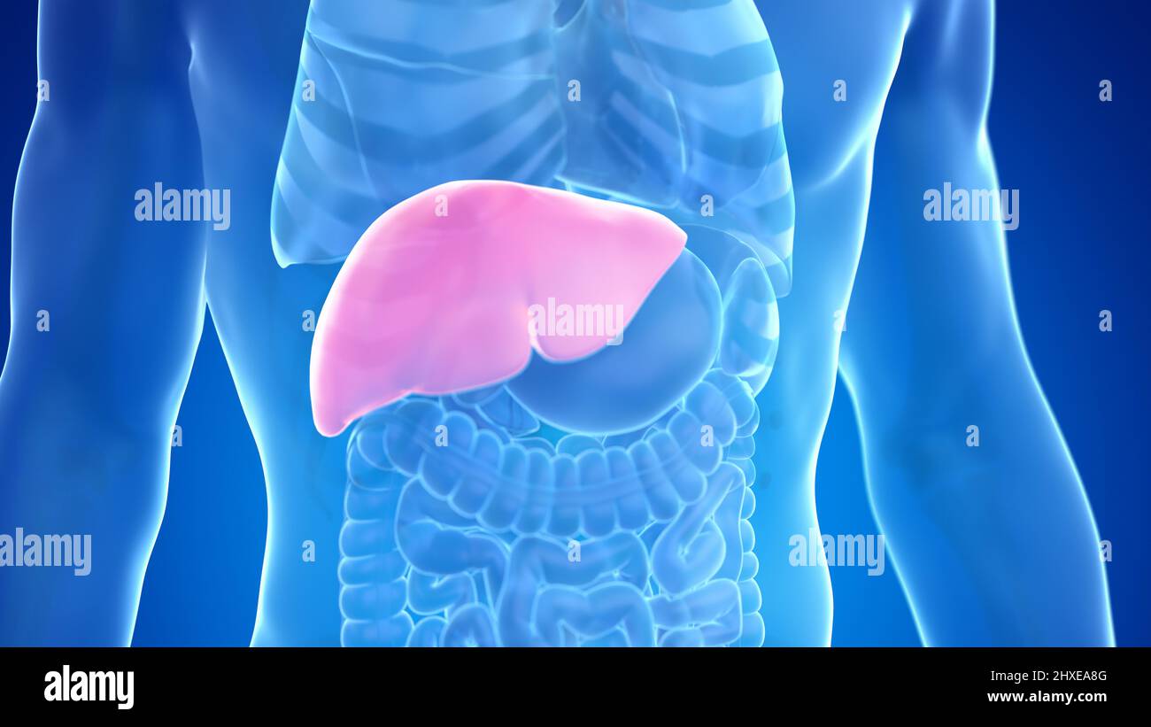 Human liver, illustration Stock Photo - Alamy