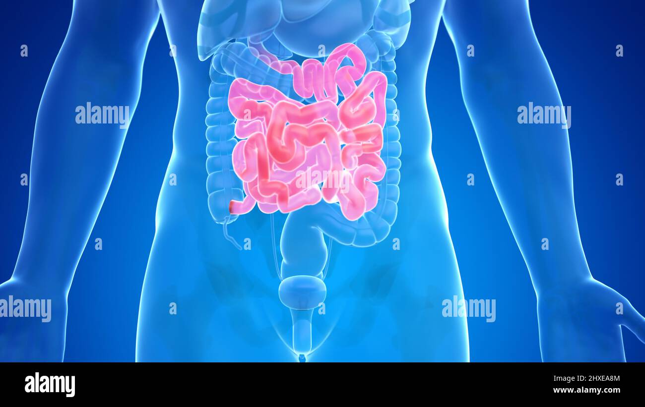 Human small intestine, illustration Stock Photo - Alamy