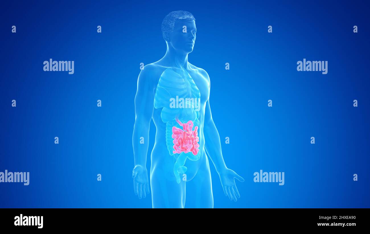 Human small intestine, illustration Stock Photo - Alamy