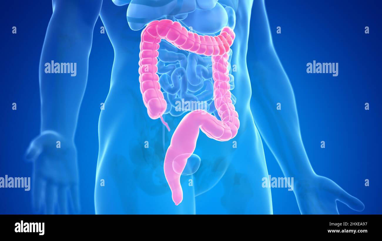 Human colon, illustration Stock Photo - Alamy
