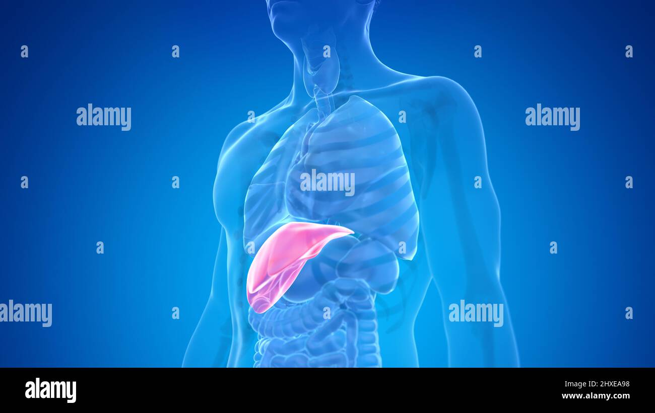 Human liver, illustration Stock Photo - Alamy