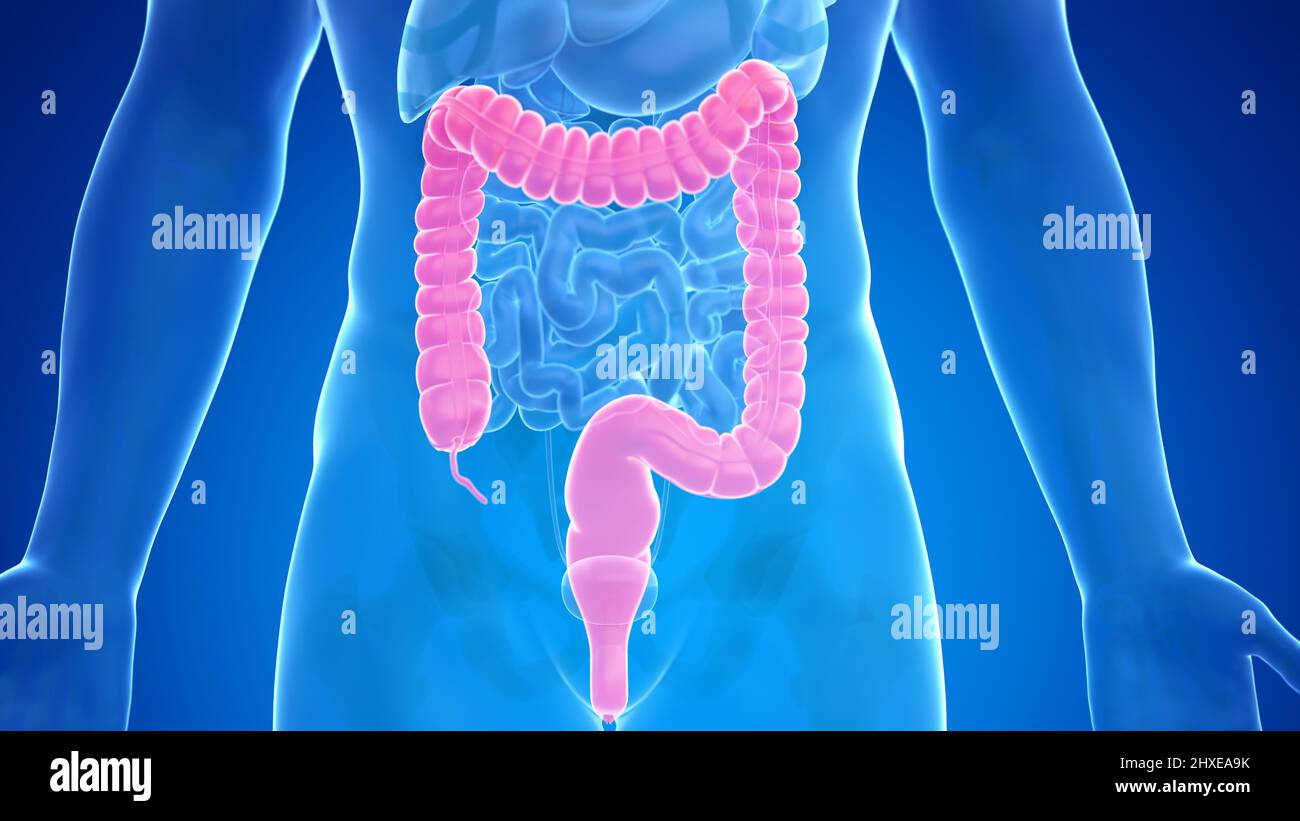 Human colon, illustration Stock Photo - Alamy
