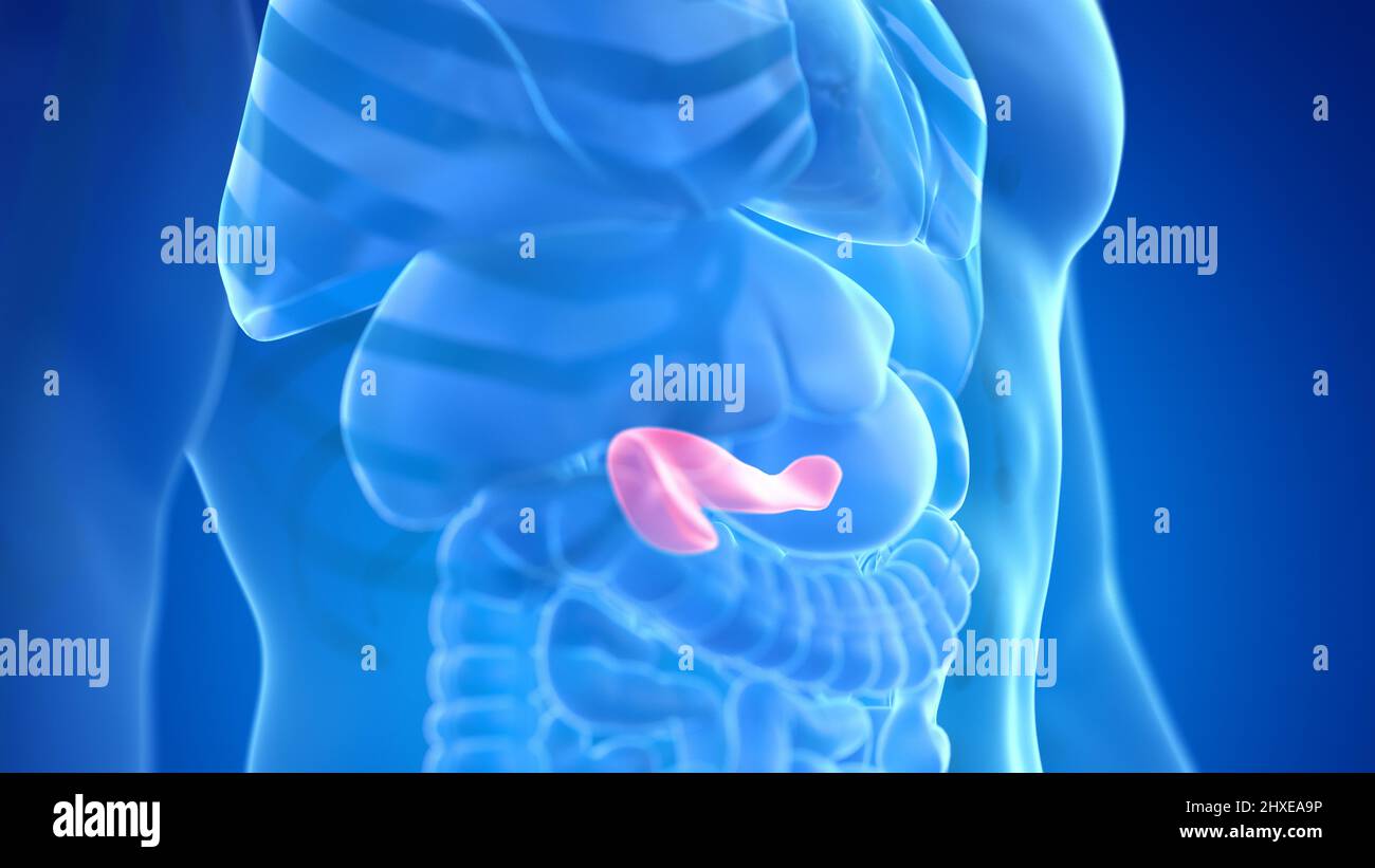 Human pancreas, illustration Stock Photo - Alamy