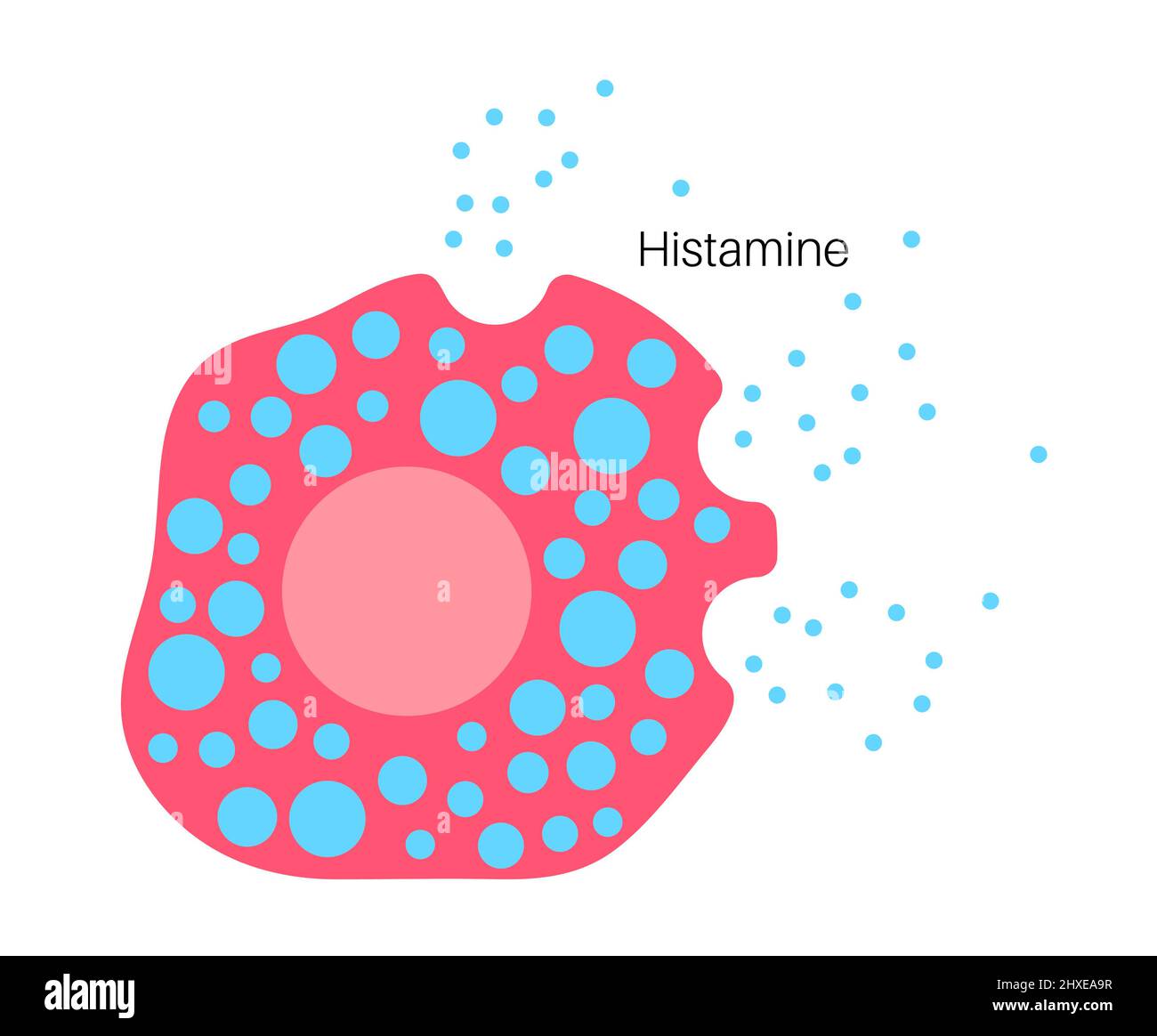 Mast cell, illustration Stock Photo - Alamy