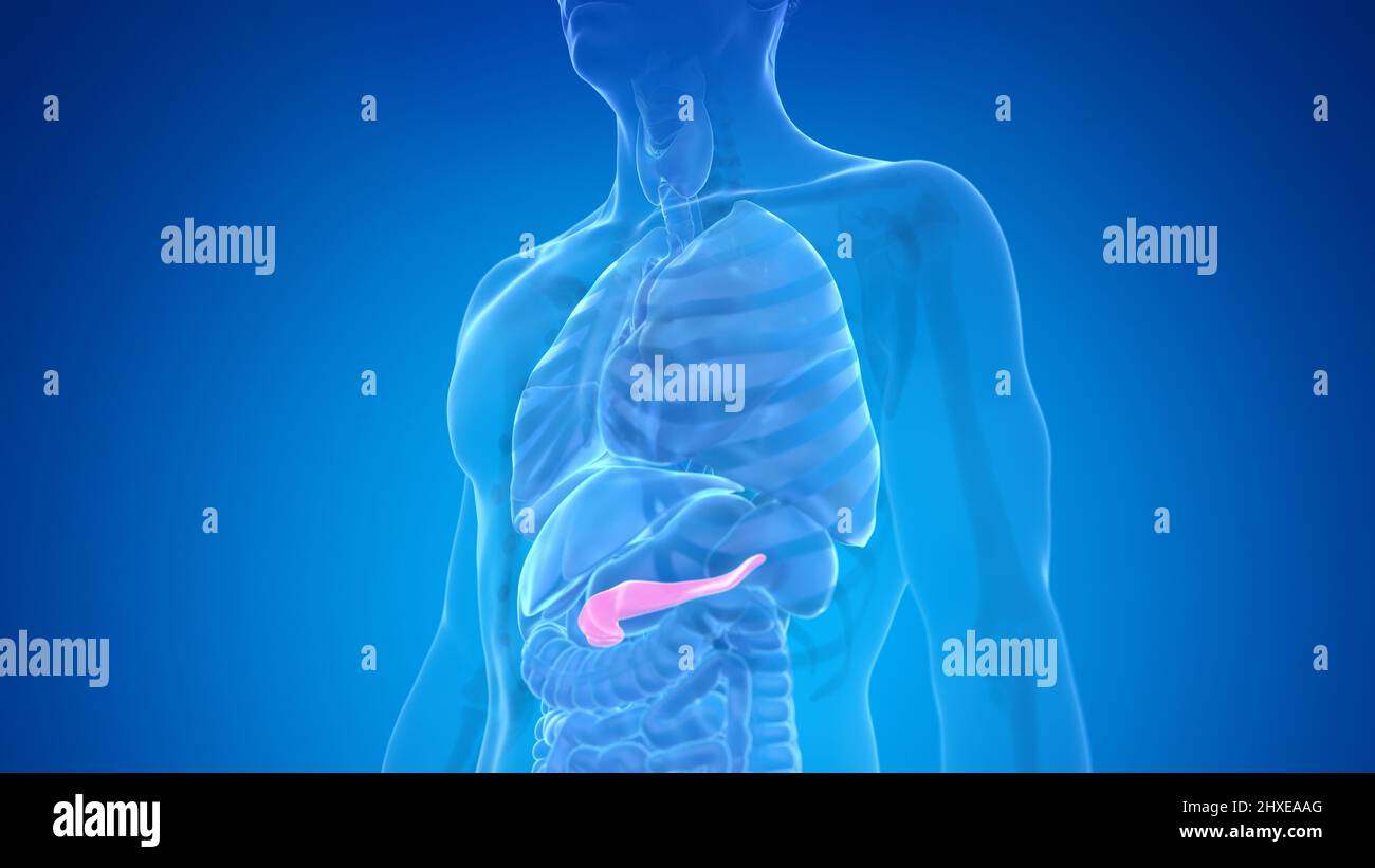 Human pancreas, illustration Stock Photo - Alamy