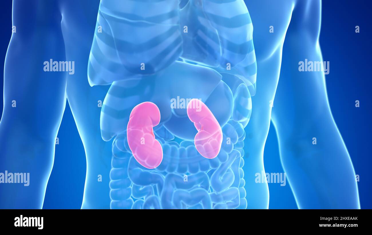 Human kidneys, illustration Stock Photo - Alamy