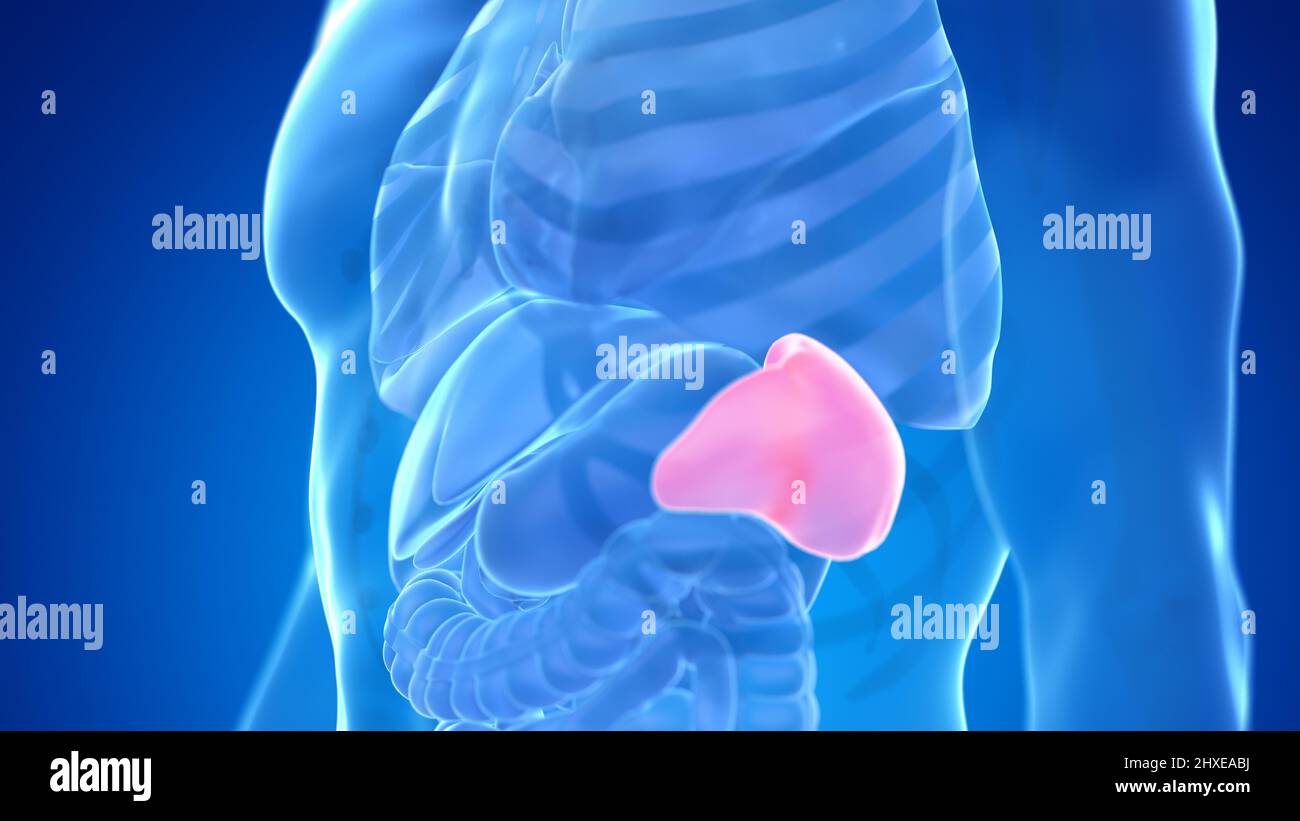 Human spleen, illustration Stock Photo - Alamy