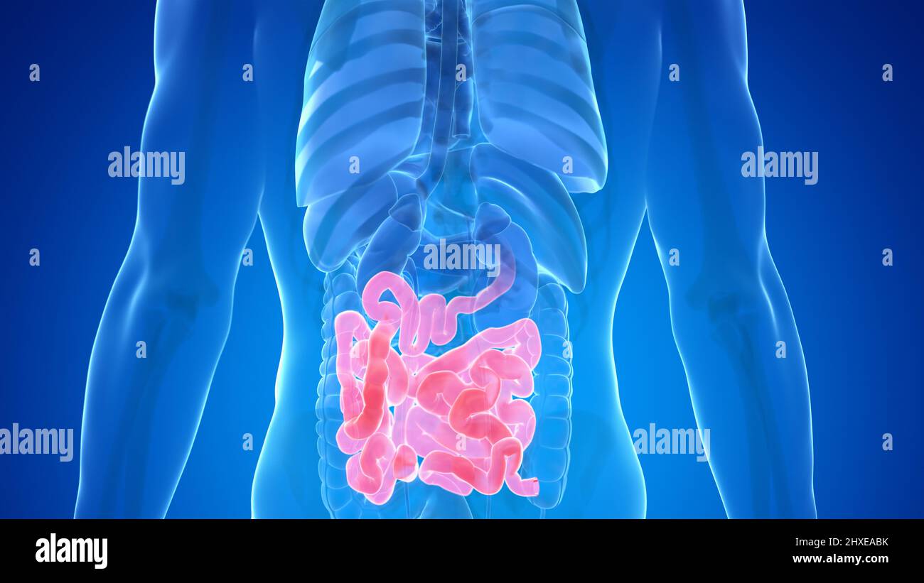 Human small intestine, illustration Stock Photo - Alamy