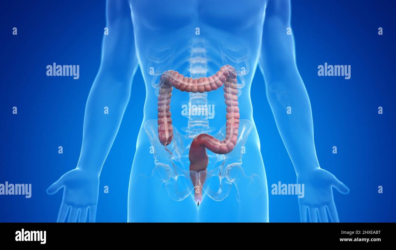 Human colon, illustration Stock Photo - Alamy