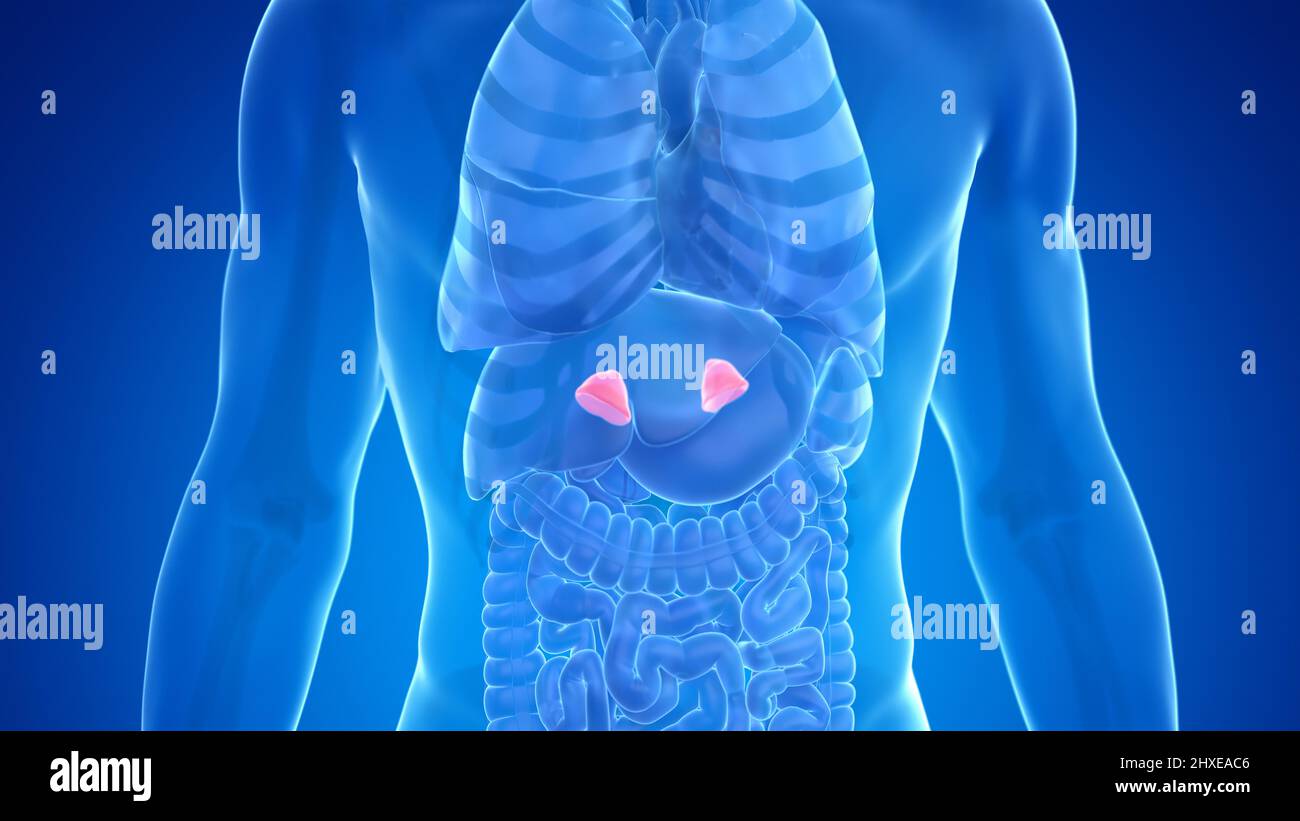 Human adrenal gland, illustration Stock Photo - Alamy