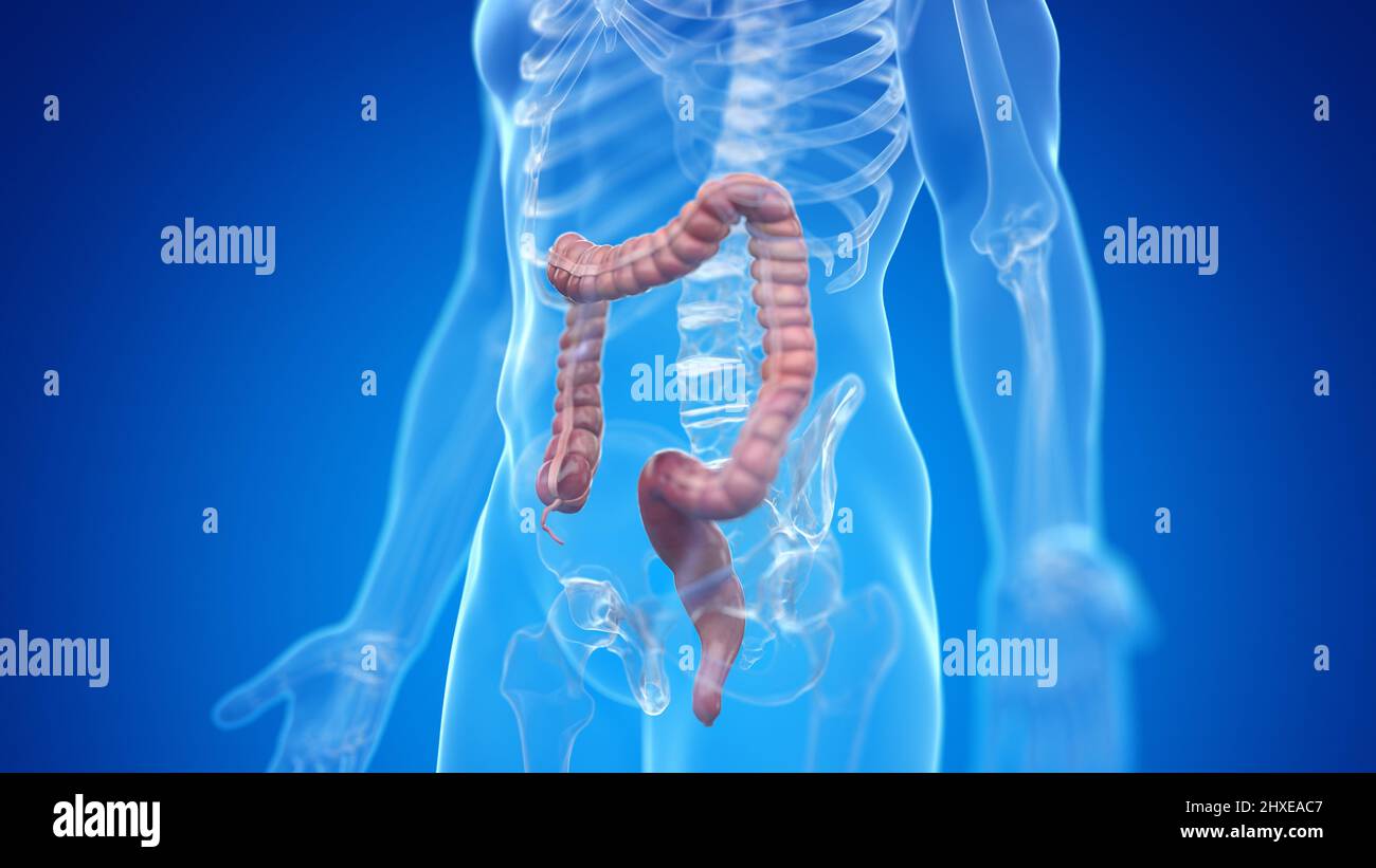 Human colon, illustration Stock Photo - Alamy