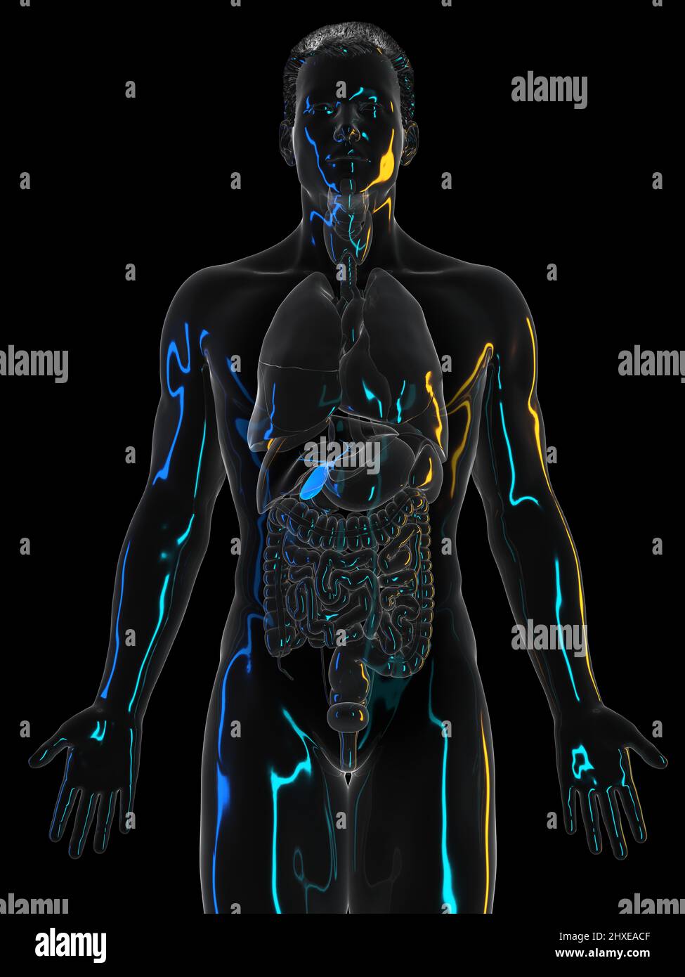 Human gallbladder, illustration Stock Photo - Alamy