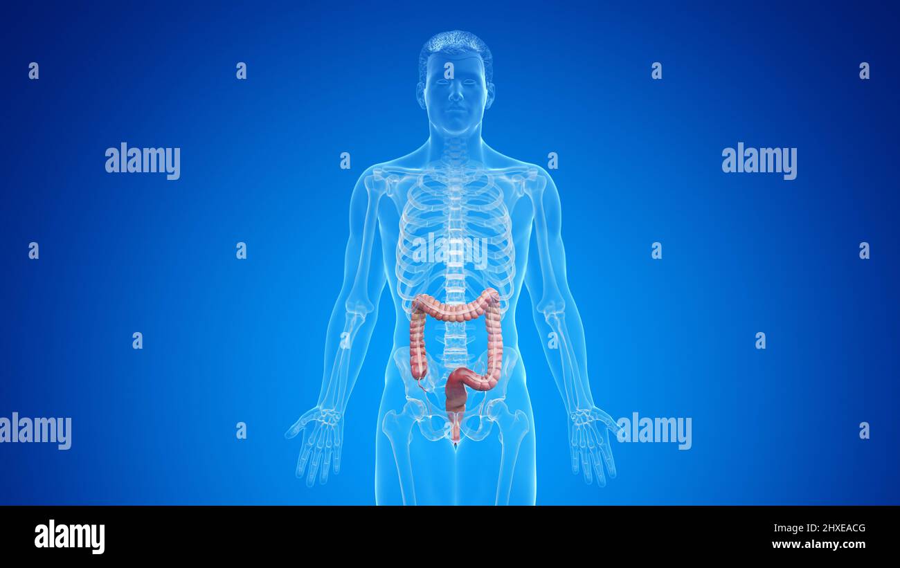 Human colon, illustration Stock Photo - Alamy