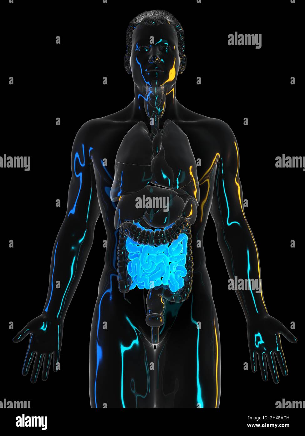 Human small intestine, illustration Stock Photo - Alamy