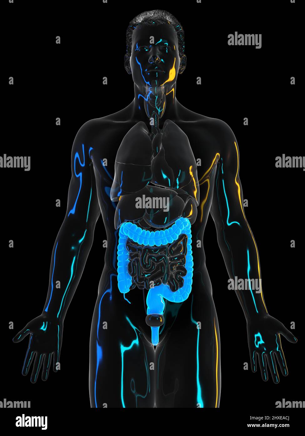 Human colon, illustration Stock Photo - Alamy