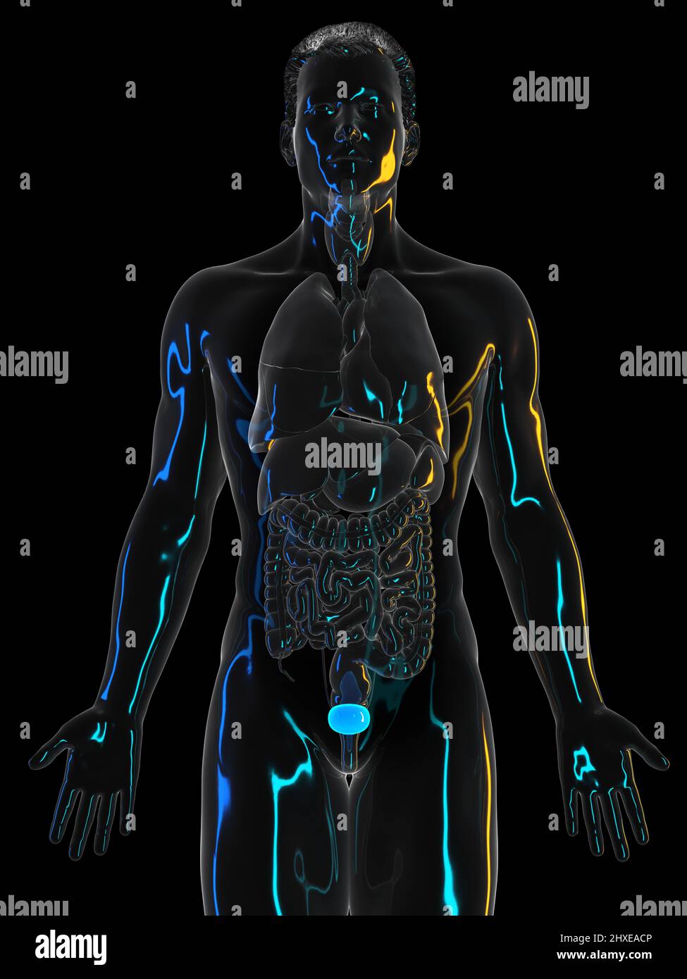 Human bladder, illustration Stock Photo - Alamy