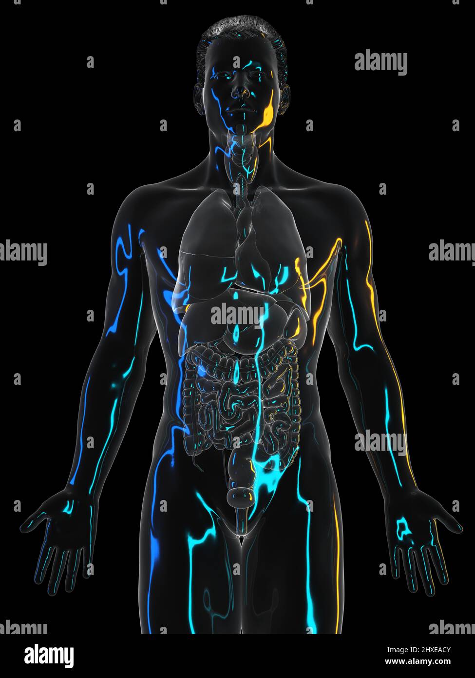 Human organs, illustration Stock Photo - Alamy