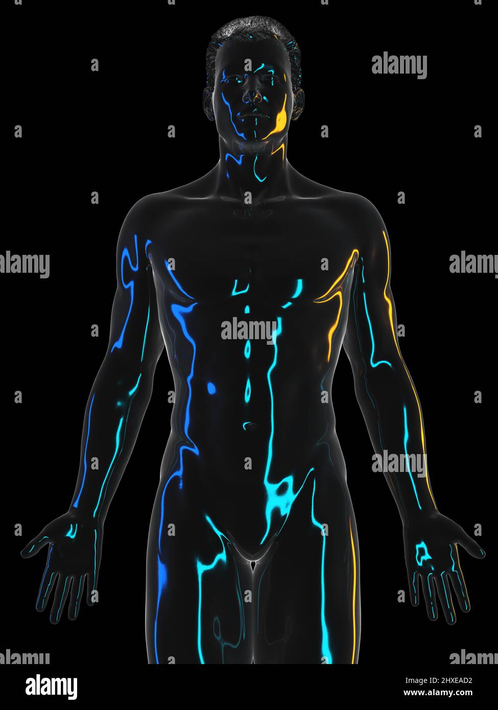 Human body, illustration Stock Photo - Alamy