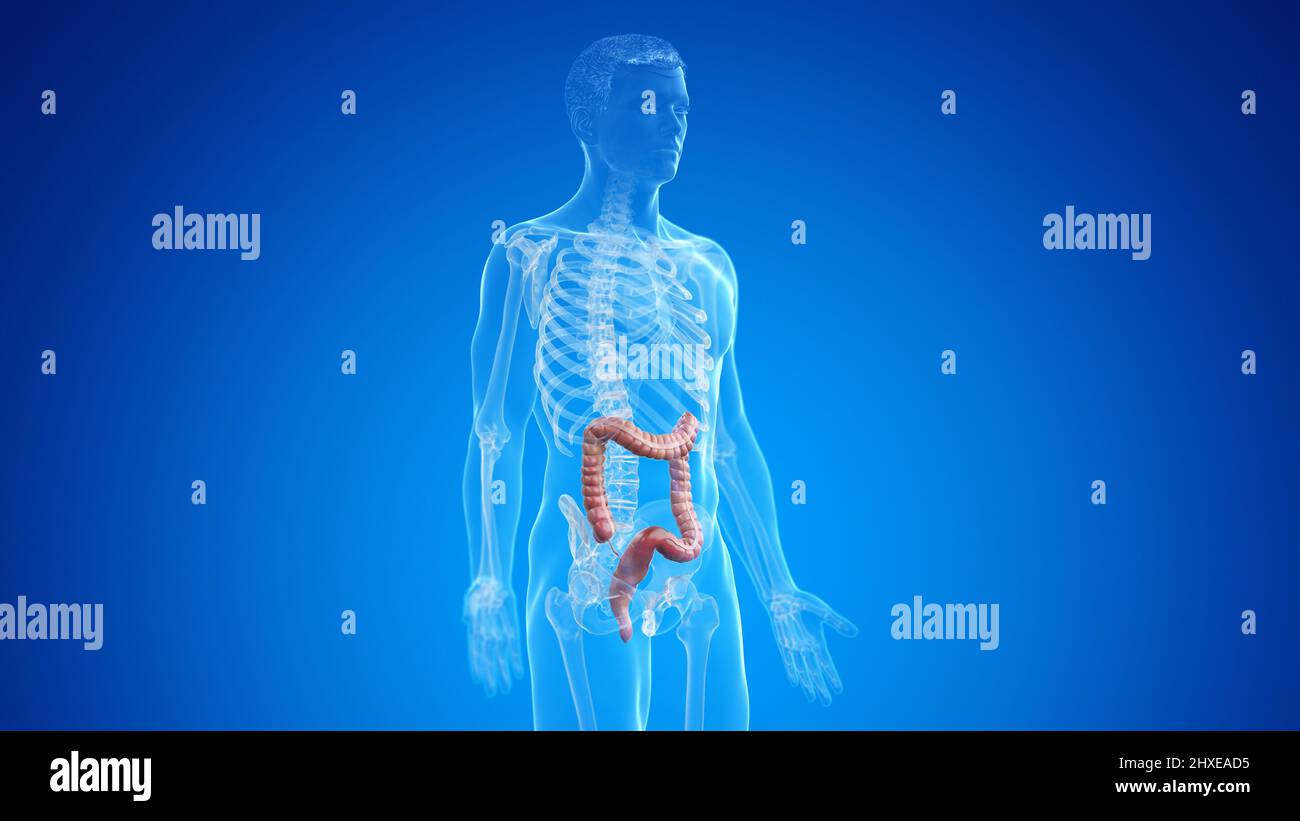 Human colon, illustration Stock Photo - Alamy
