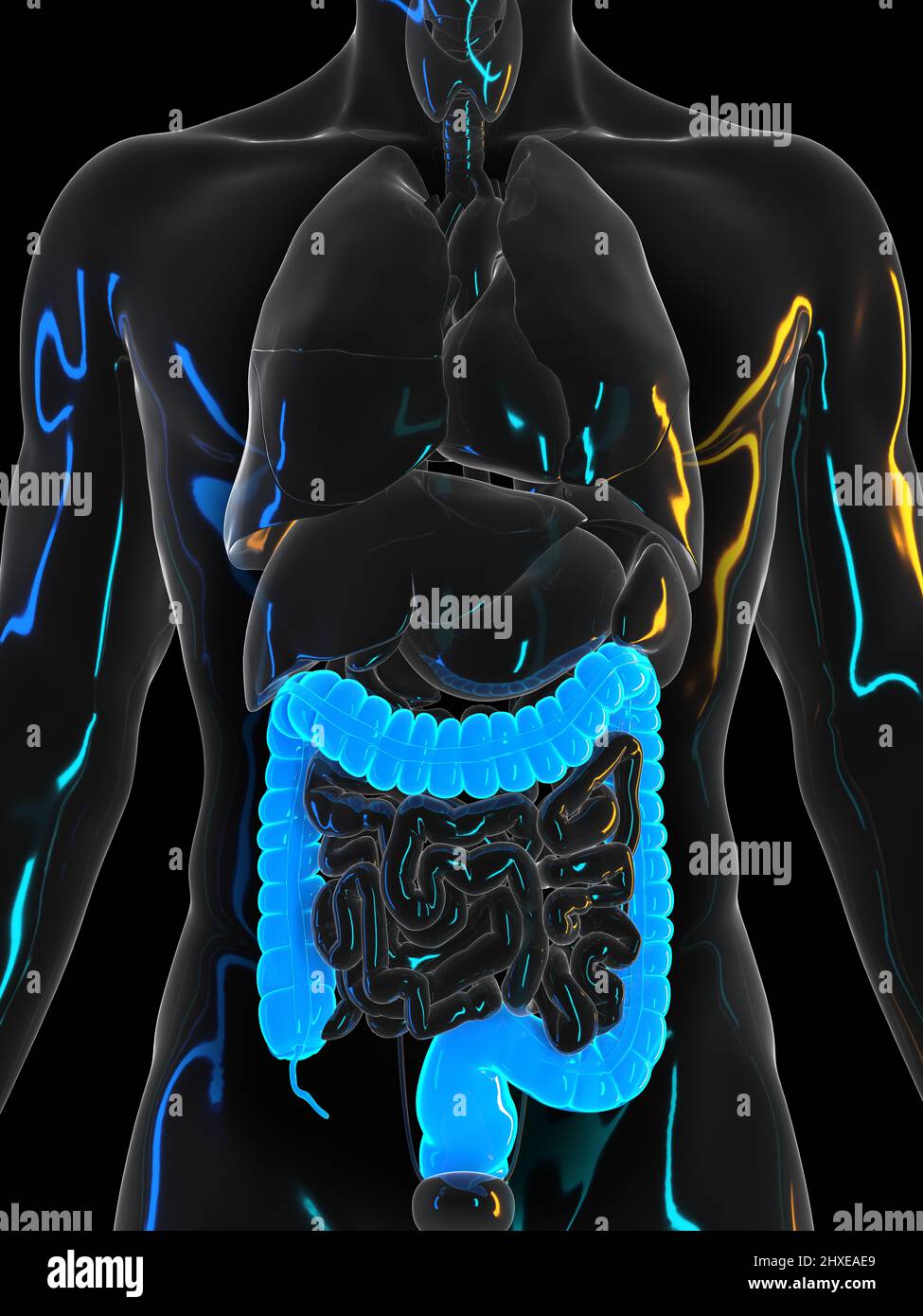 Human colon, illustration Stock Photo - Alamy