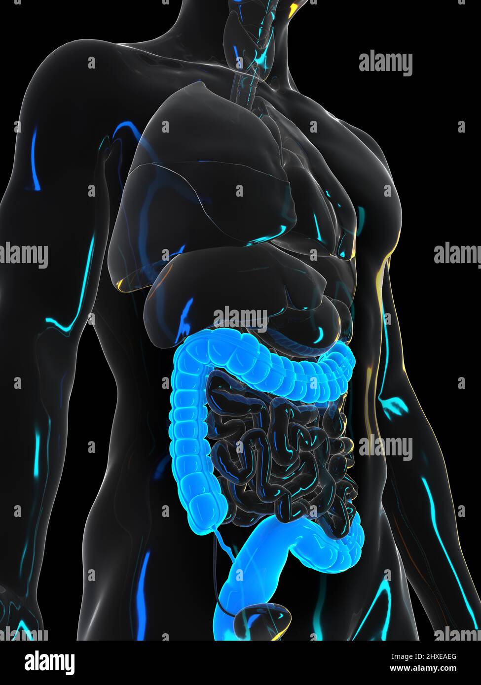 Human colon, illustration Stock Photo - Alamy
