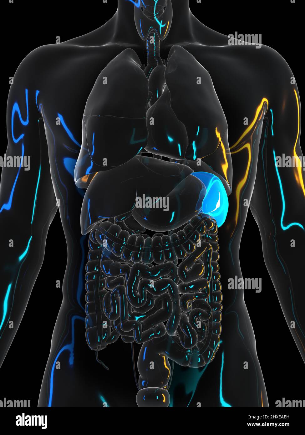 Human spleen, illustration Stock Photo - Alamy