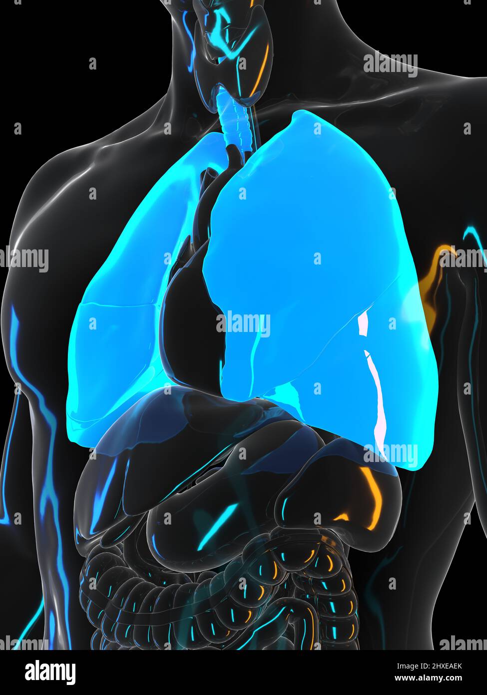 Human lung, illustration Stock Photo - Alamy