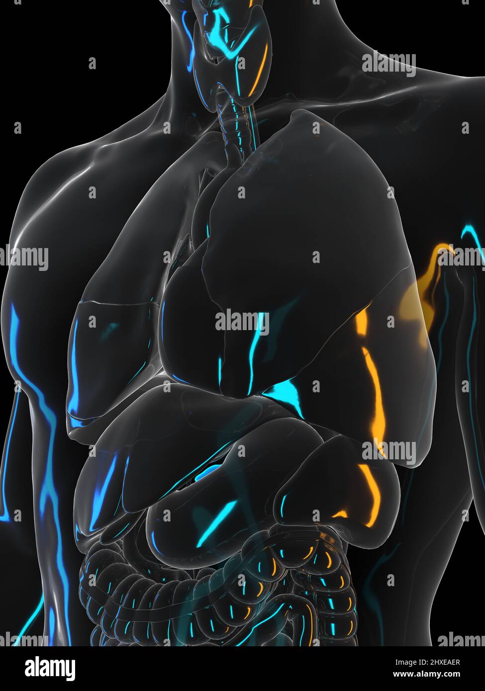 Human organs, illustration Stock Photo - Alamy