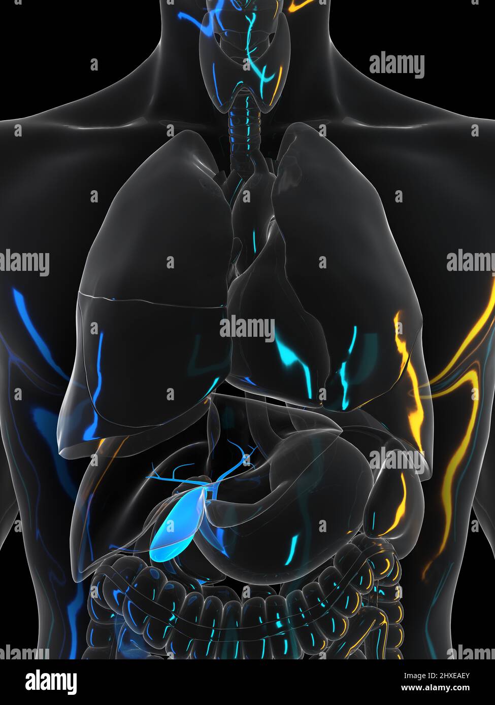 Human gallbladder, illustration Stock Photo - Alamy