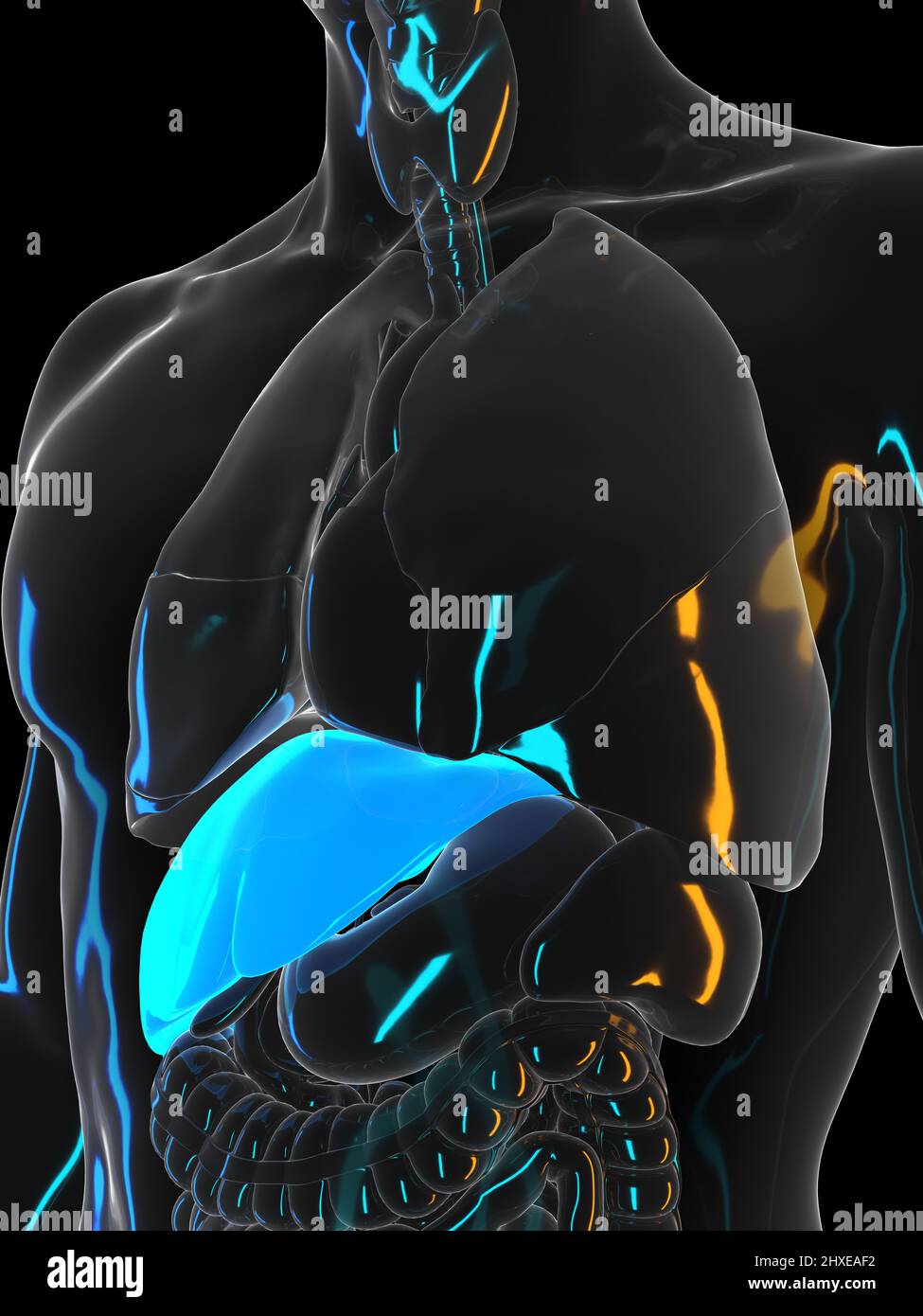 Human liver, illustration Stock Photo - Alamy