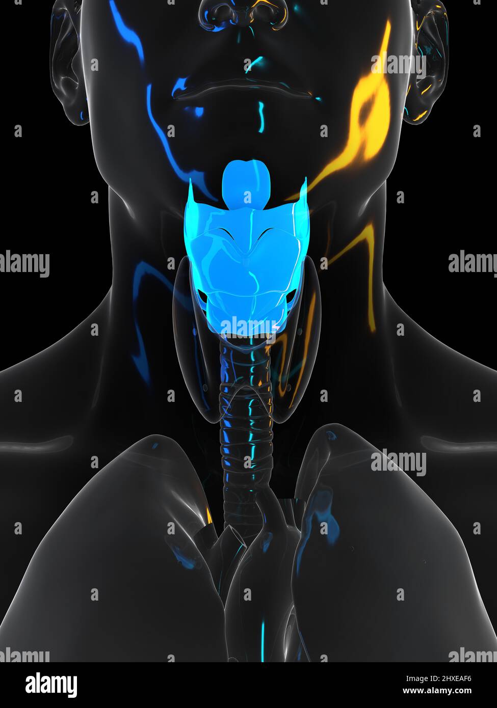 Human larynx, illustration Stock Photo - Alamy