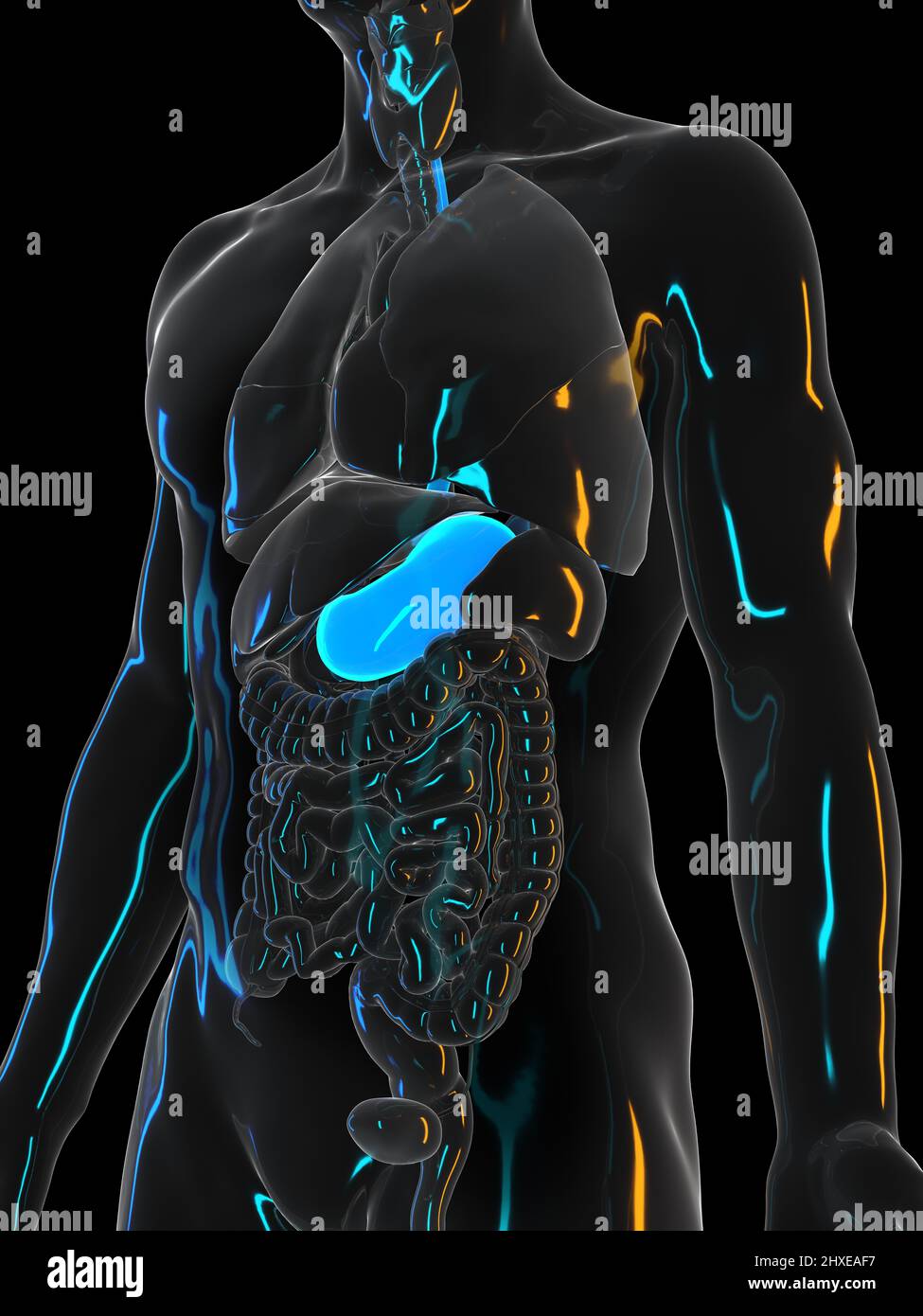 Human stomach, illustration Stock Photo - Alamy