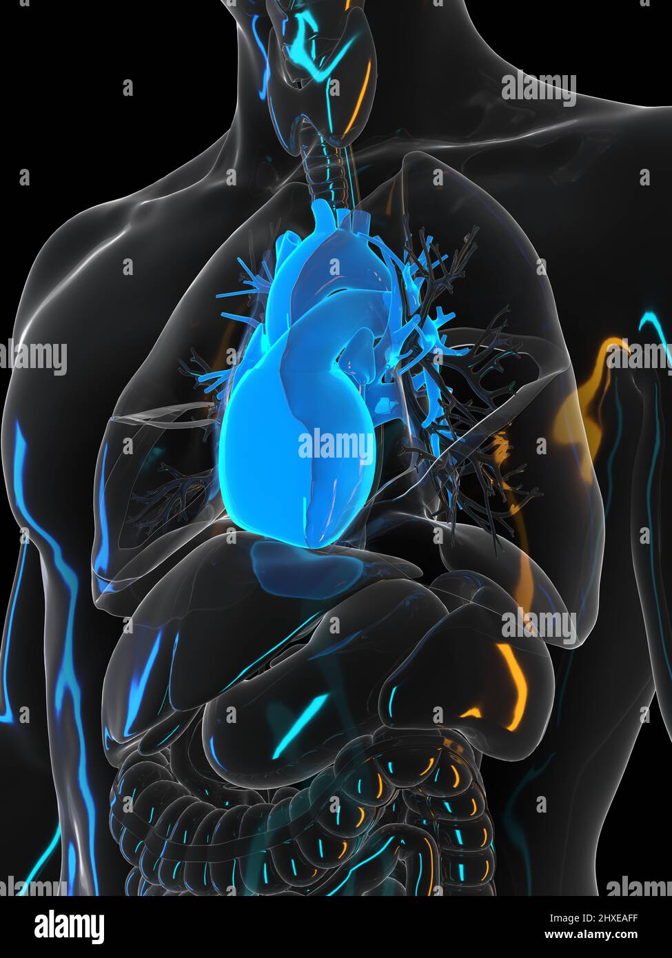Human heart, illustration Stock Photo - Alamy