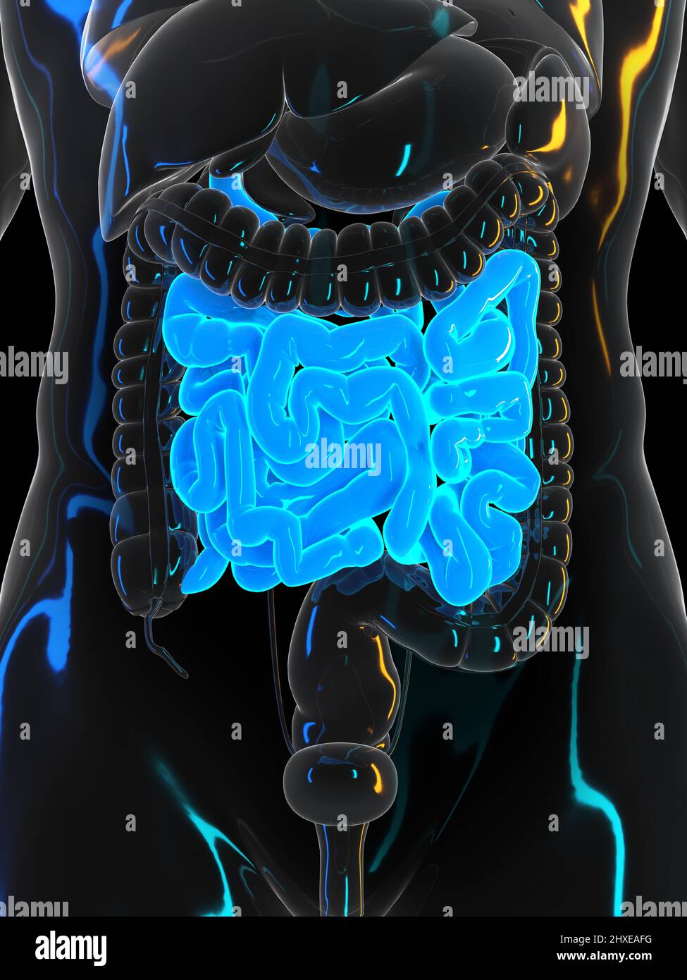 Human small intestine, illustration Stock Photo - Alamy
