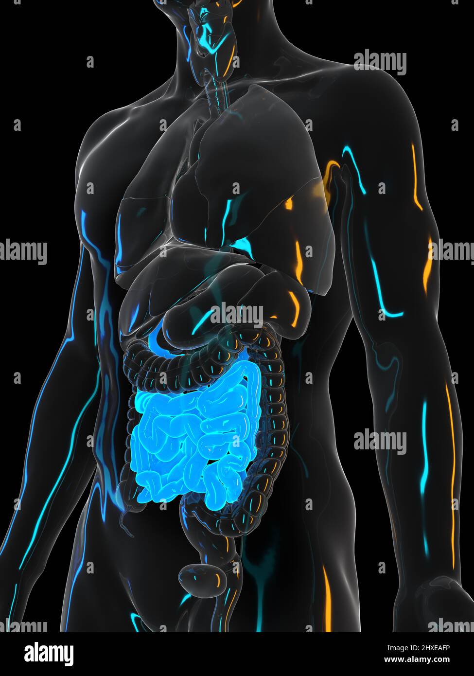 Human small intestine, illustration Stock Photo - Alamy