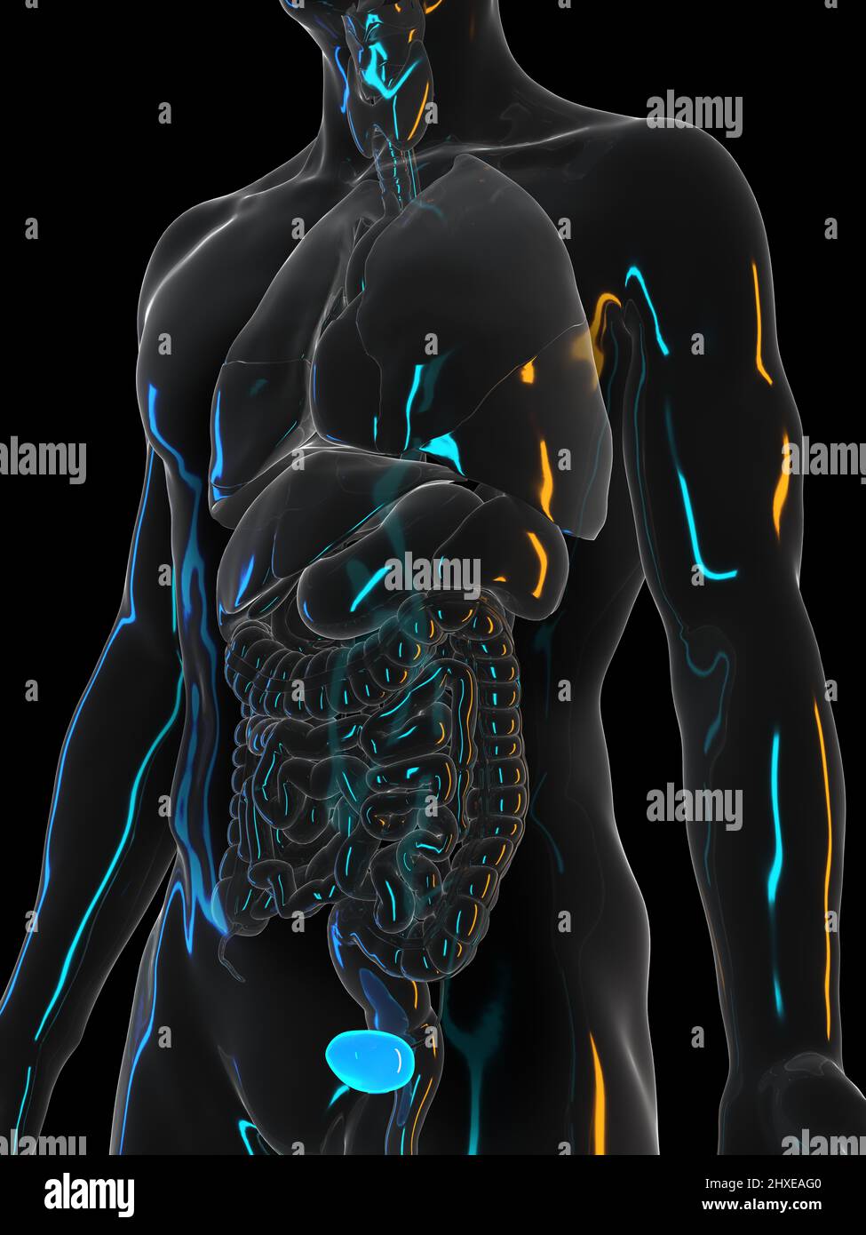 Human bladder, illustration Stock Photo - Alamy
