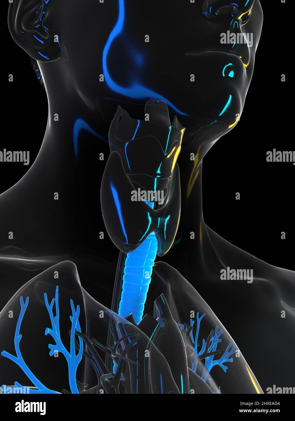 Human trachea, illustration Stock Photo - Alamy