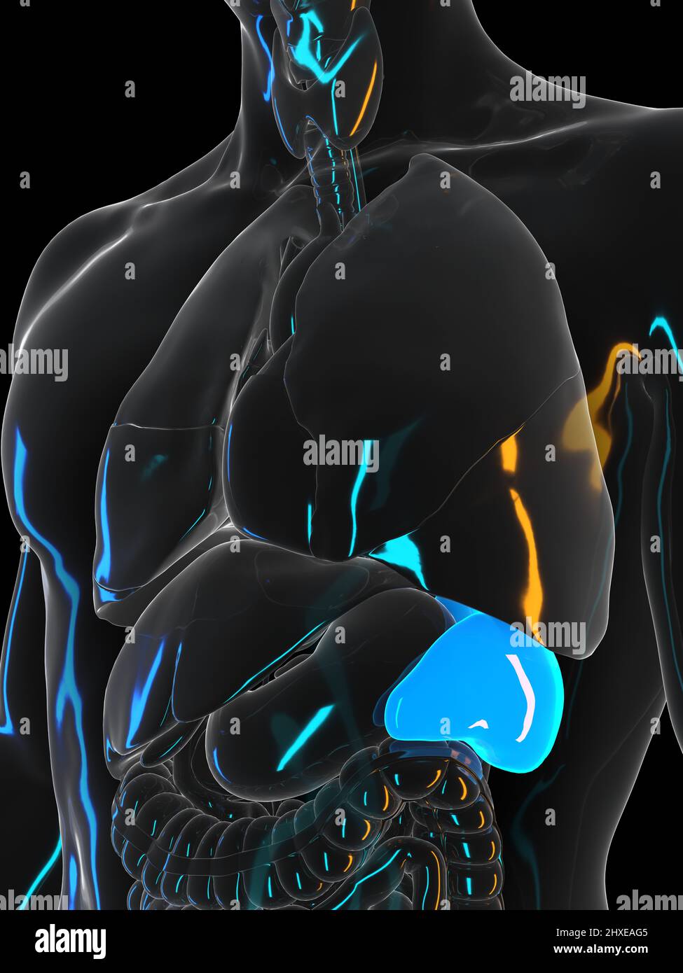 Human spleen, illustration Stock Photo - Alamy