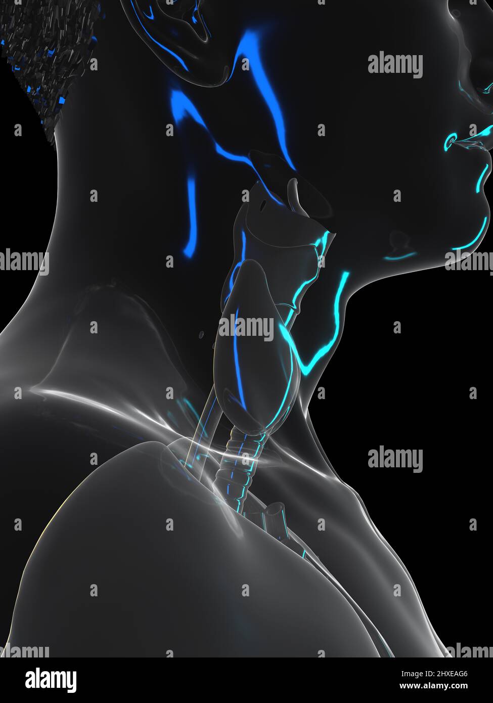 Human neck organs, illustration Stock Photo - Alamy