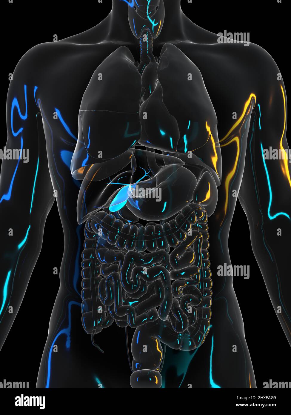 Human gallbladder, illustration Stock Photo - Alamy
