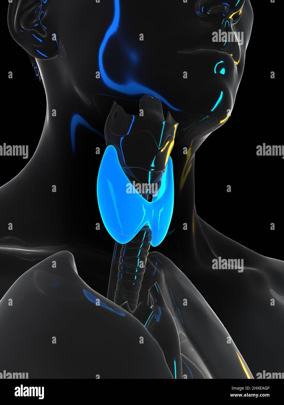 Human thyroid, illustration Stock Photo - Alamy