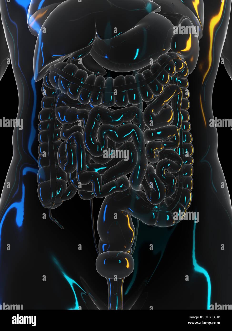 Human organs, illustration Stock Photo - Alamy