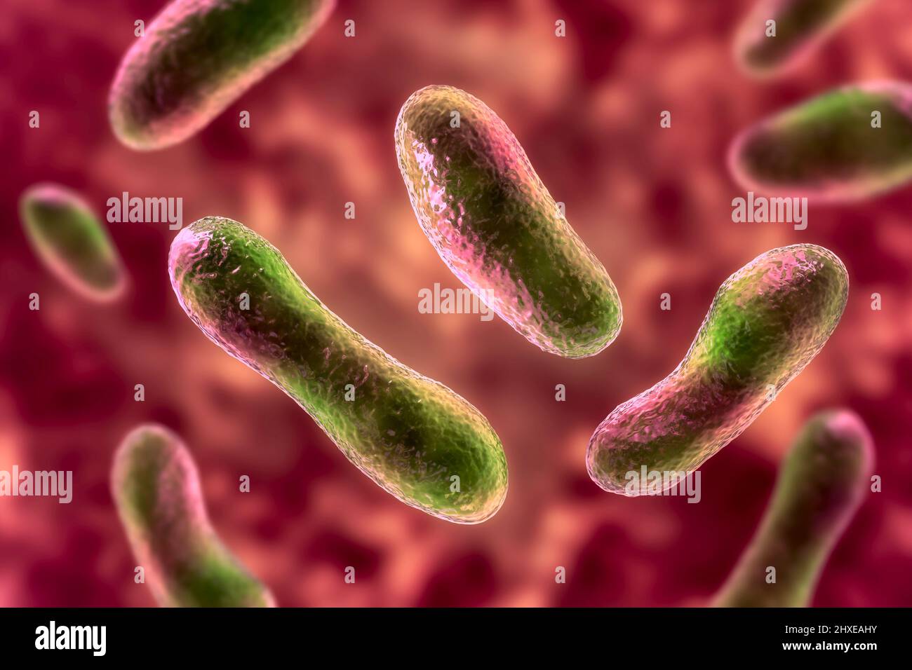 Q fever bacteria, illustration Stock Photo - Alamy