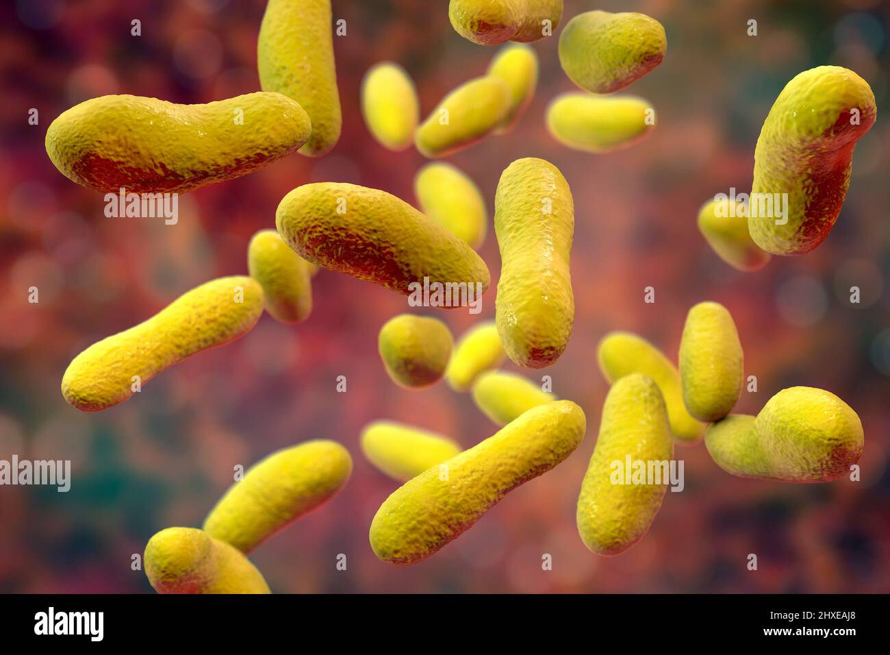 Q fever bacteria, illustration Stock Photo - Alamy