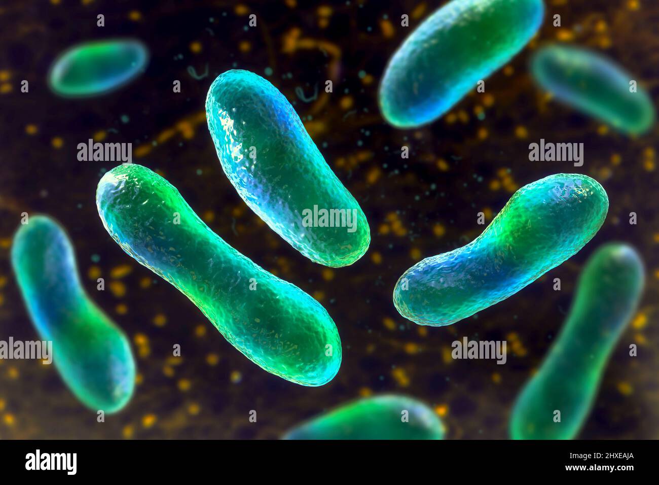 Coccobacillus hi-res stock photography and images - Alamy