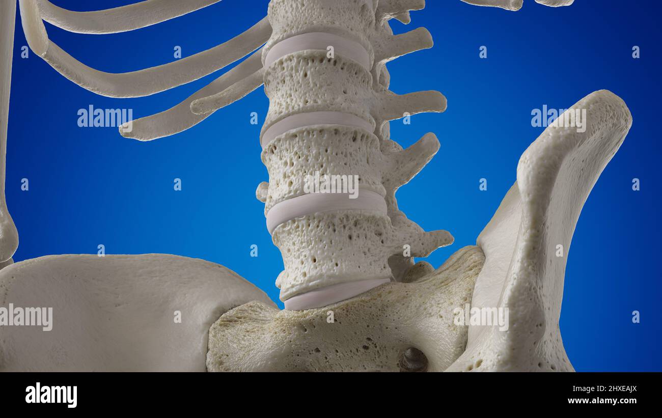 Lumbar spine, illustration Stock Photo - Alamy