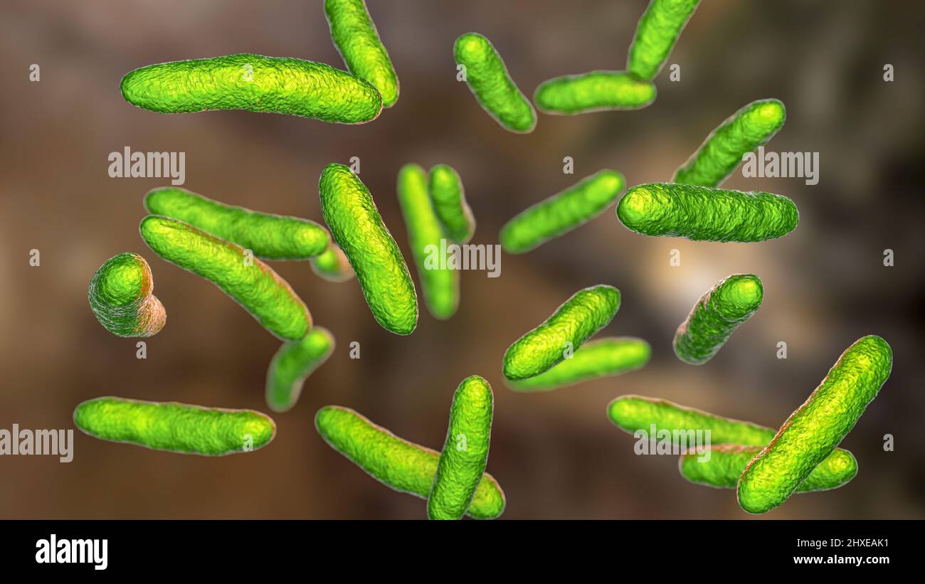 Sphingomonas bacteria, illustration Stock Photo - Alamy
