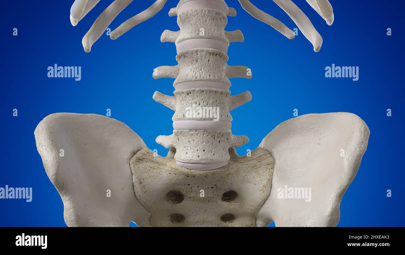 Normal lumbar spinal anatomy hi-res stock photography and images - Alamy